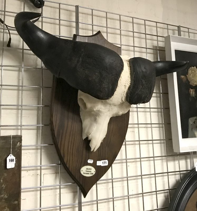 MOUNTED WATER BUFFALO - 72 CMS (H) X 74 CMS (W) - Southgate Auction Rooms