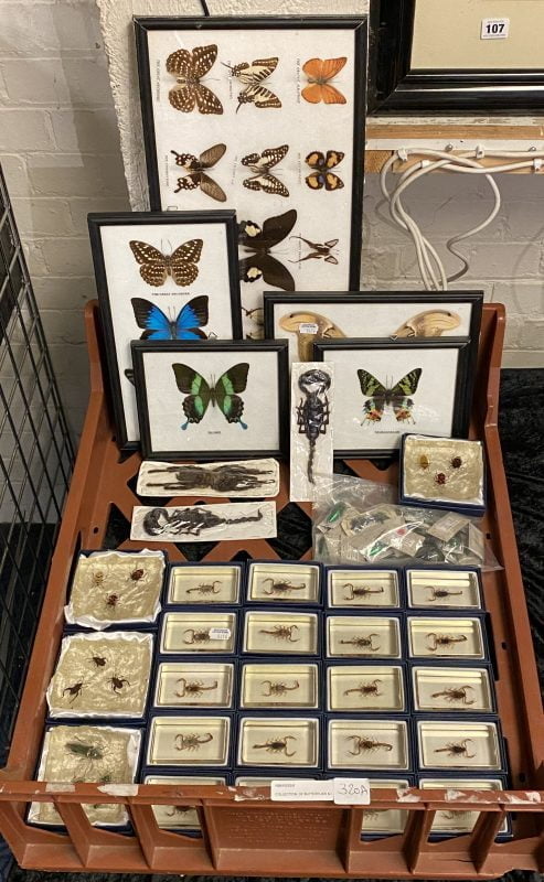 COLLECTION OF BUTTERFLIES & INSECTS - Southgate Auction Rooms