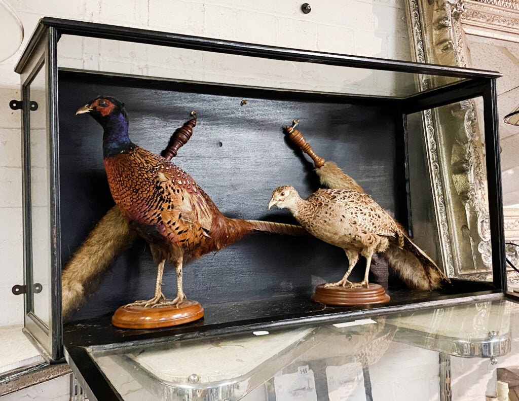 2 TAXIDERMY PHEASANT & FOX TAILS IN A DISPLAY CASE 91CMS (L) X 40CMS (H ...