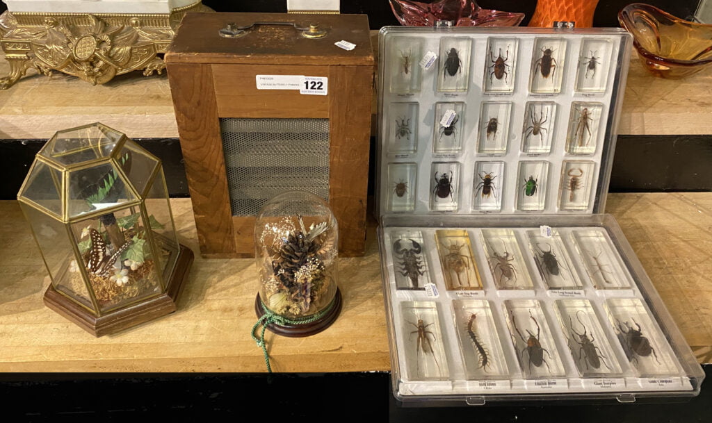 VINTAGE BUTTERFLY PINNING BLOCK CASE WITH TWO BUTTERFLY DOMES PLUS TWO ...