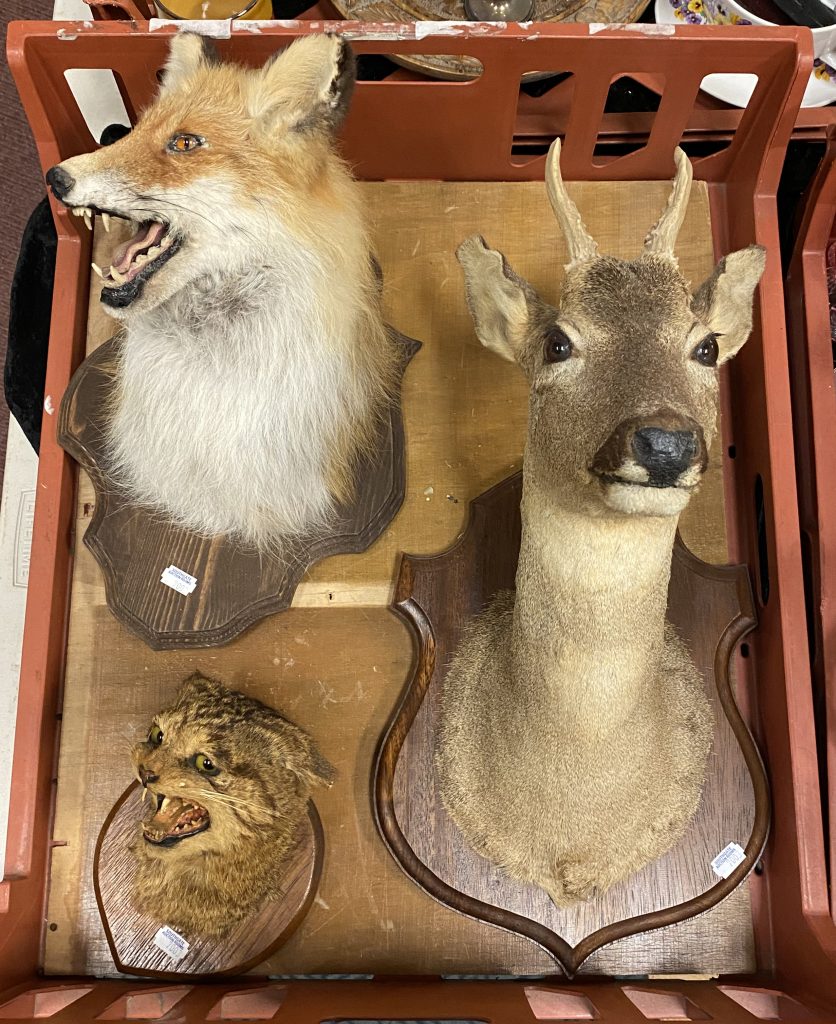 3 TAXIDERMY ITEMS - Southgate Auction Rooms