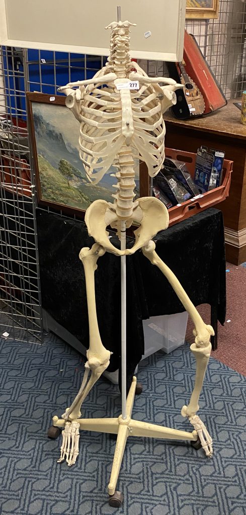 ANATOMICAL SKELETON FIGURE - NO HEAD - Southgate Auction Rooms
