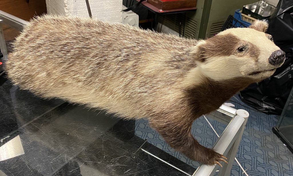 VICTORIAN TAXIDERMY BADGER - 32CMS (H) APPROX - Southgate Auction Rooms