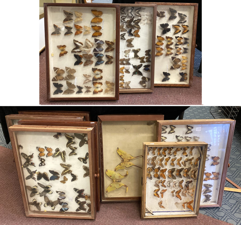 LARGE COLLECTION OF VINTAGE BUTTERFLIES IN CASES COLLECTED BY MELVIN ...